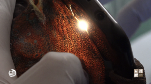 Blood Collection in Lizards - LafeberVet