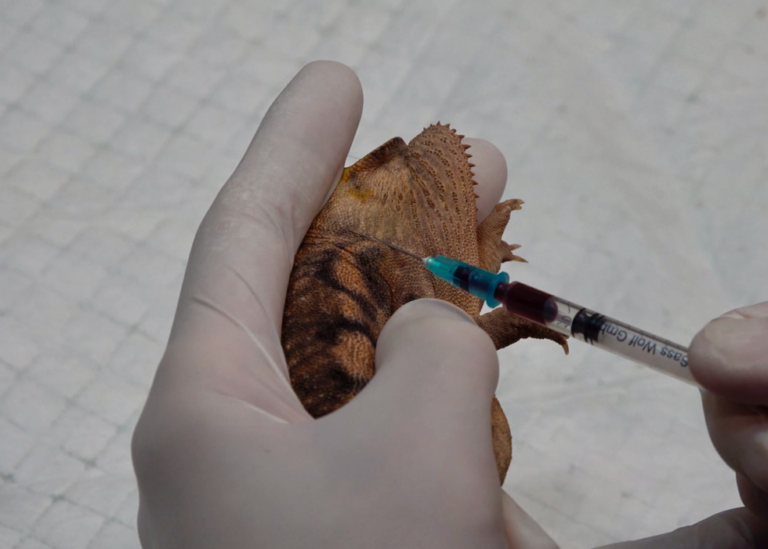 Blood Collection in Lizards - LafeberVet
