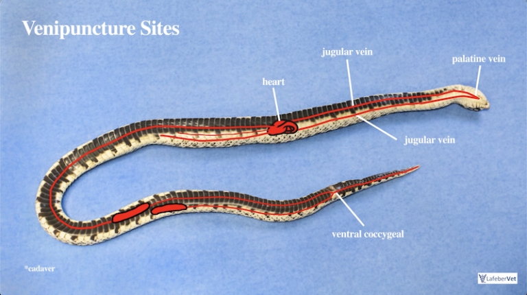 Blood Collection in Snakes - LafeberVet