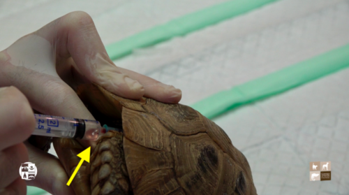 Blood Collection in Turtles and Tortoises - LafeberVet