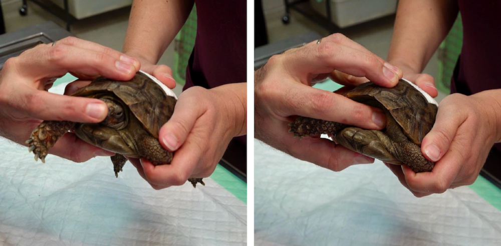Blood Collection in Turtles and Tortoises - LafeberVet