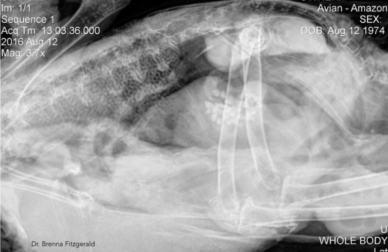 Avian Cardiology Essentials - LafeberVet