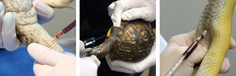 General Principles of Reptile Venipuncture - LafeberVet