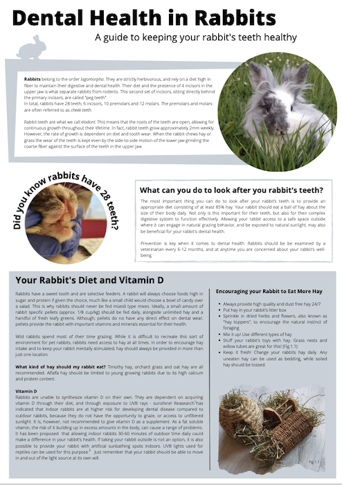 Dental Health in Rabbits - LafeberVet