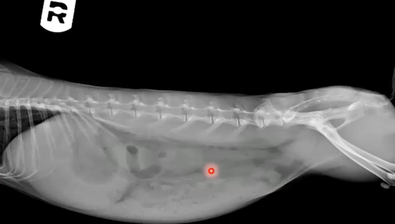 GI Stasis in Rabbits Quiz - LafeberVet