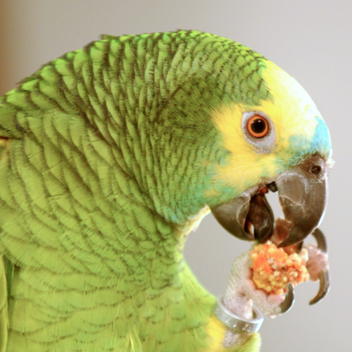 LafeberVet: for exotic animal veterinary medicine professionals