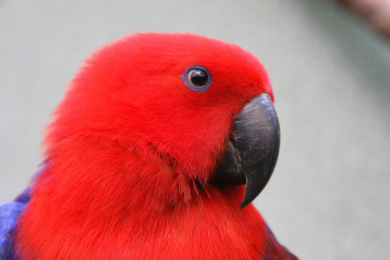 Parrot Anatomy Basics - LafeberVet