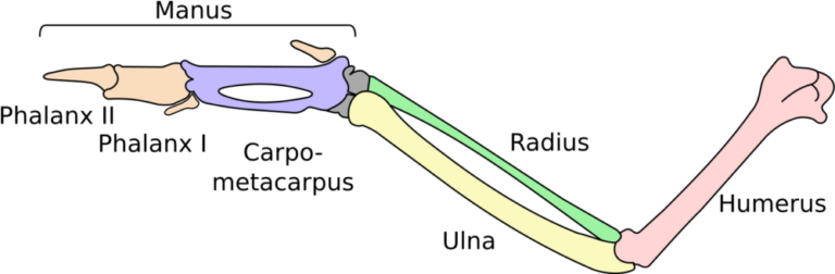 Avian Anatomy and Physiology Basics - LafeberVet