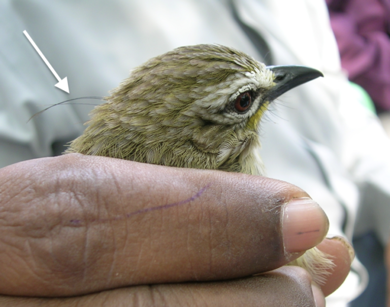Passerine Anatomy & Physiology Basics - LafeberVet