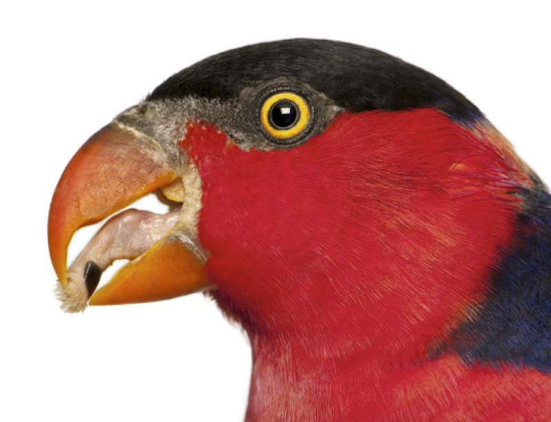 Parrot Anatomy Basics - LafeberVet
