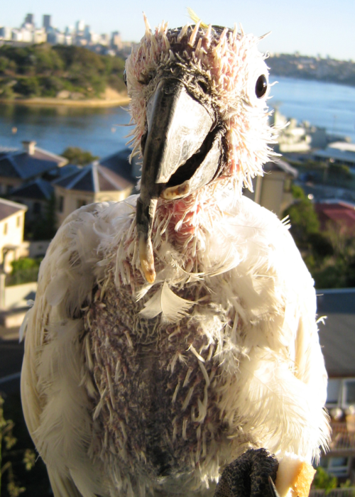 Parrot Anatomy Basics - LafeberVet