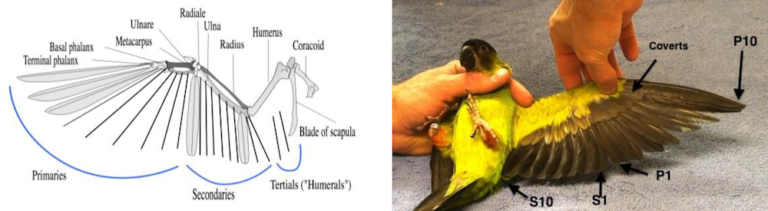 Avian Anatomy and Physiology Basics - LafeberVet