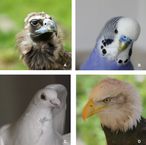 Avian Anatomy and Physiology Basics - LafeberVet