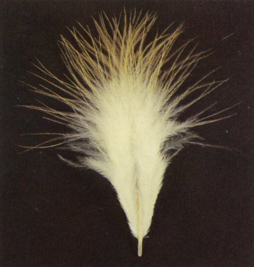 Avian Anatomy and Physiology Basics - LafeberVet