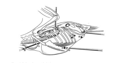 Avian Anatomy Diagram
