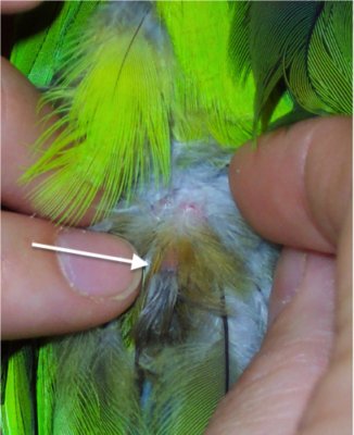 Parrot Anatomy Basics - LafeberVet