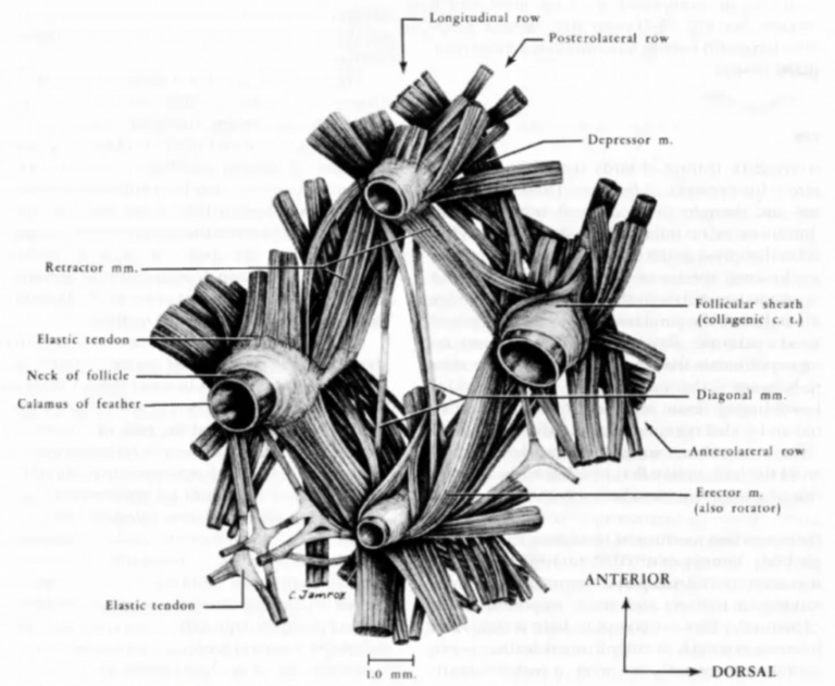 Avian Anatomy and Physiology Basics - LafeberVet