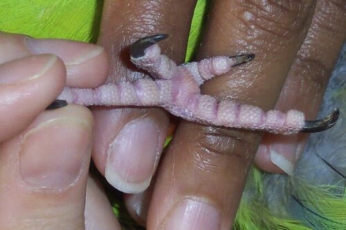 Parrot Anatomy Basics - LafeberVet