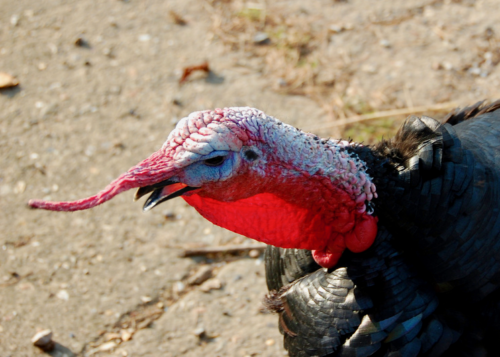 Galliform Anatomy Basics - LafeberVet