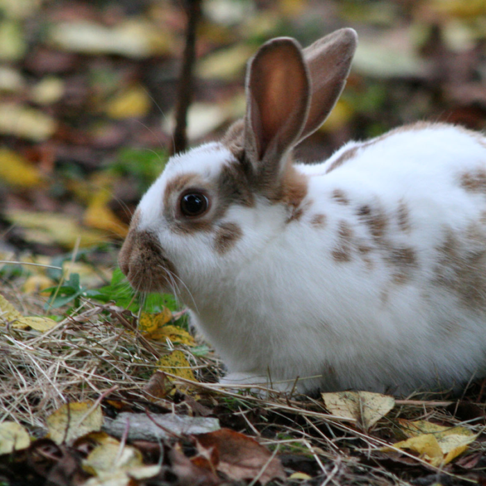 Rabbit History Form - LafeberVet