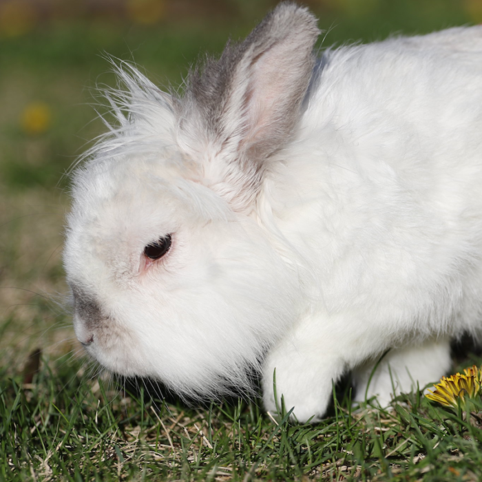 Senior Pet Questionnaire - LafeberVet