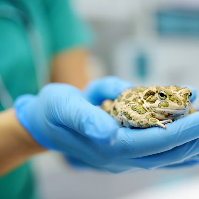 Amphibian Sedation and Anesthesia - LafeberVet