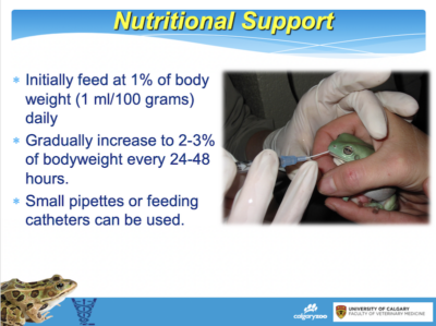 Amphibian Sedation and Anesthesia - LafeberVet