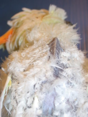 A Clinician's Perspective on Avian Ganglioneuritis and Avian Bornavirus ...