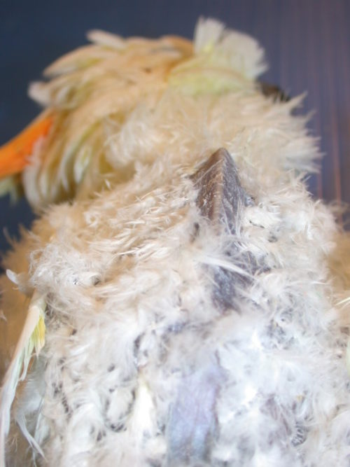 A Clinician's Perspective on Avian Ganglioneuritis and Avian Bornavirus ...