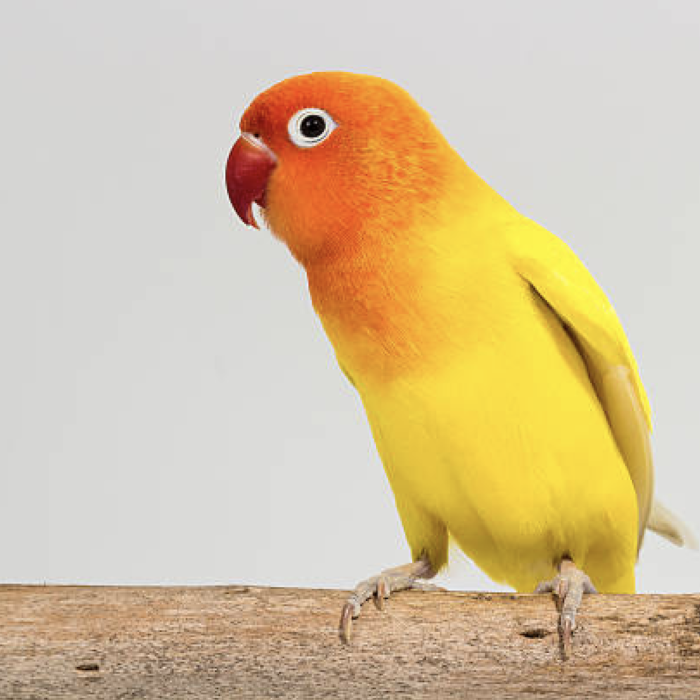 A Clinician's Perspective on Avian Ganglioneuritis and Avian Bornavirus ...