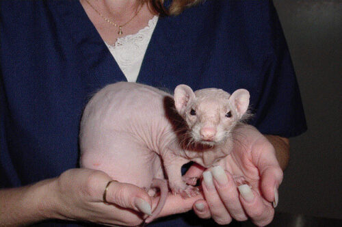 Adrenocortical Disease in Ferrets - LafeberVet