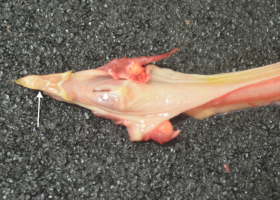 Galliform Anatomy Basics - LafeberVet