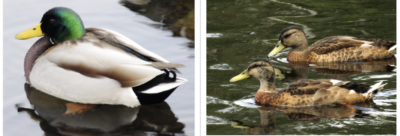 Waterfowl Anatomy & Physiology Basics - LafeberVet