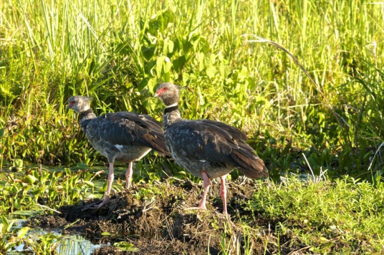 Waterfowl Anatomy & Physiology Basics - LafeberVet