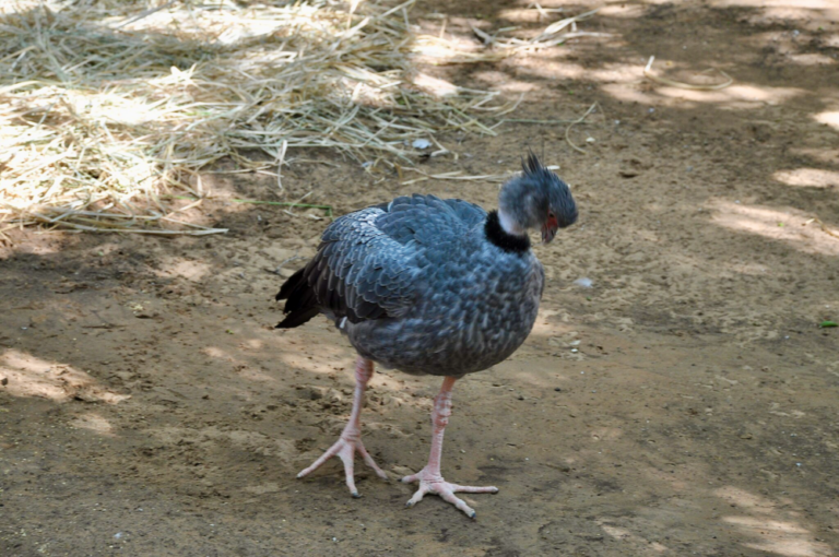Waterfowl Anatomy & Physiology Basics - LafeberVet