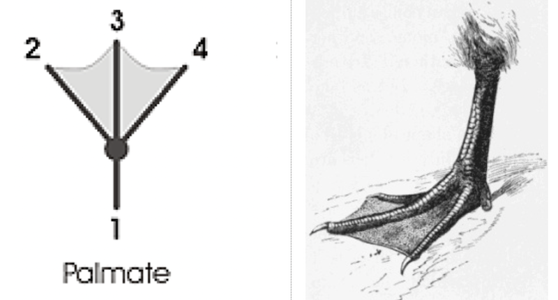 Waterfowl Anatomy & Physiology Basics - LafeberVet