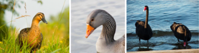 Waterfowl Anatomy & Physiology Basics - LafeberVet