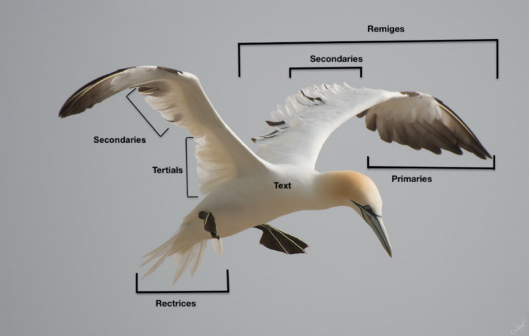 Avian Anatomy and Physiology Basics - LafeberVet