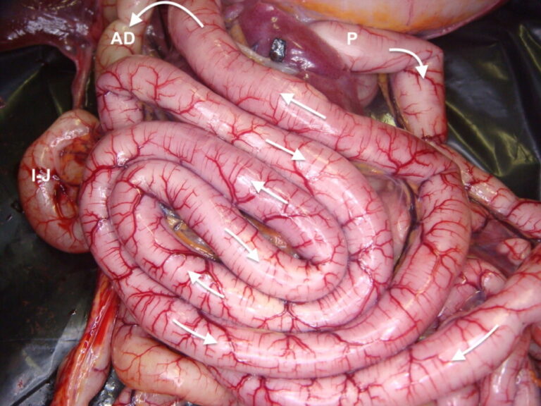 Raptor Gastrointestinal Anatomy and Physiology - LafeberVet