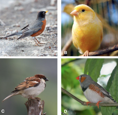 Passerine Anatomy & Physiology Basics - LafeberVet