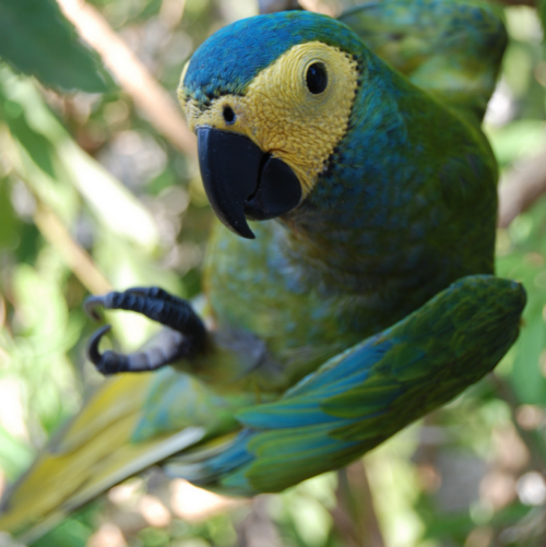 LafeberVet: for exotic animal veterinary medicine professionals