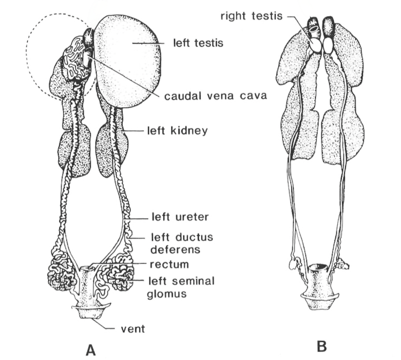 Male Chicken Reproductive System