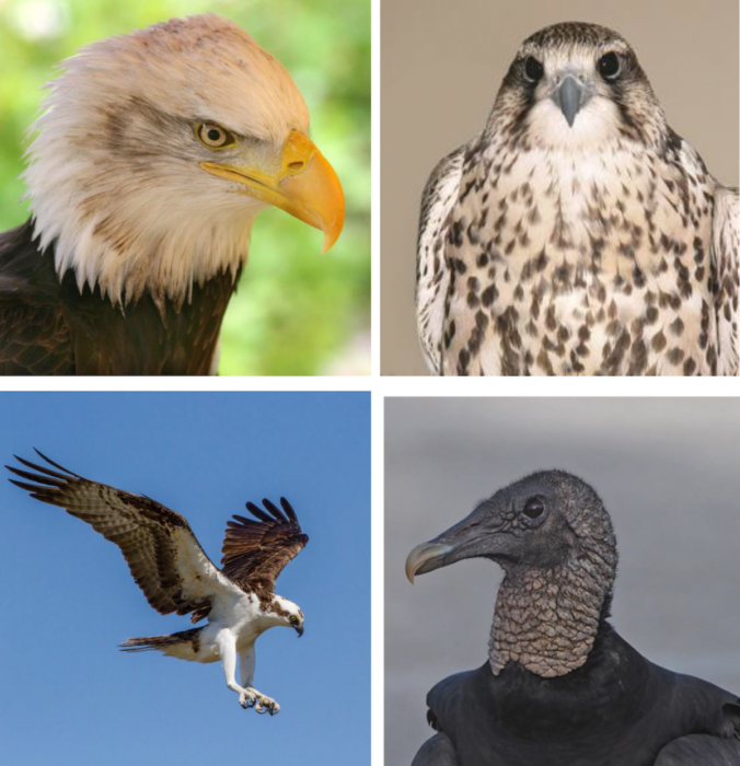 Raptor Anatomy Fundamentals - LafeberVet