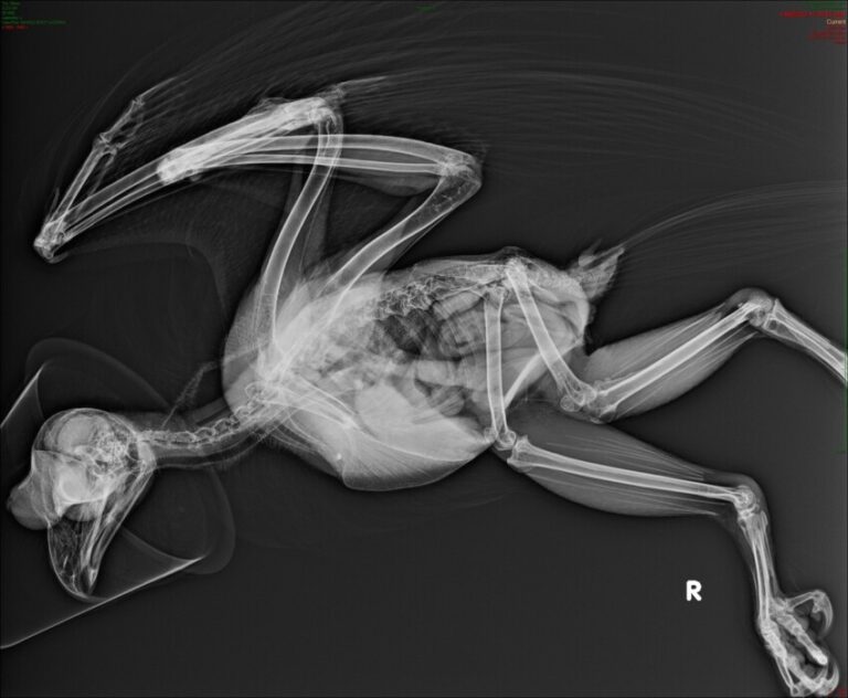 Raptor Anatomy Fundamentals - LafeberVet