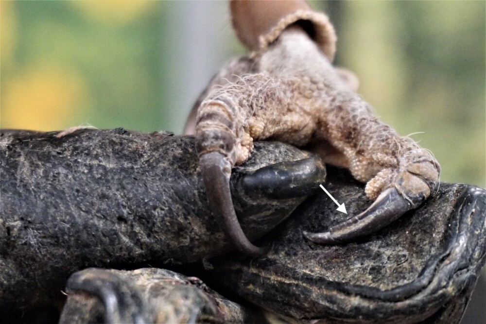 Raptor Anatomy Fundamentals - LafeberVet