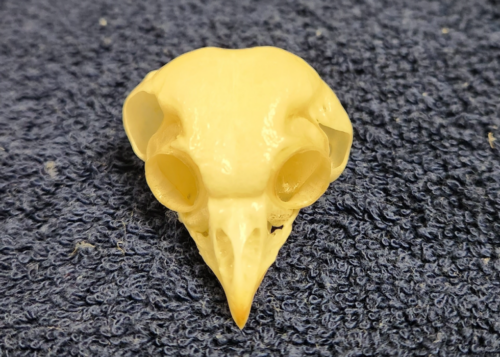 Raptor Anatomy Fundamentals - LafeberVet