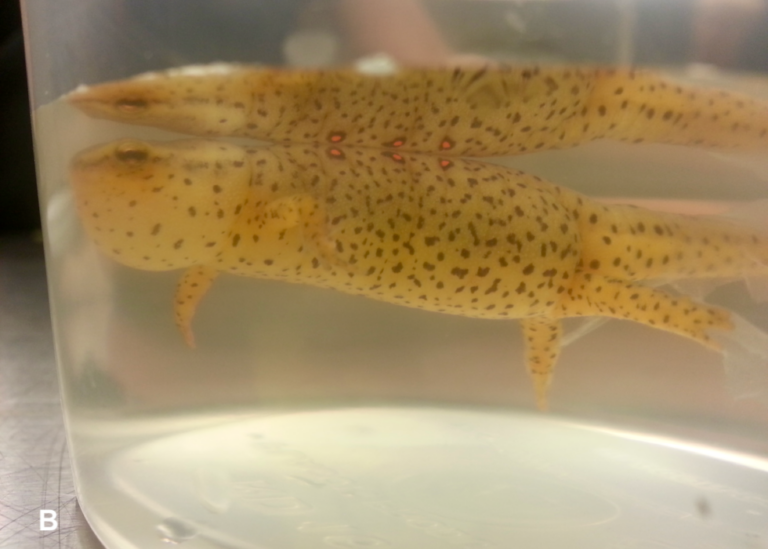 Amphibian Handling and Restraint - LafeberVet