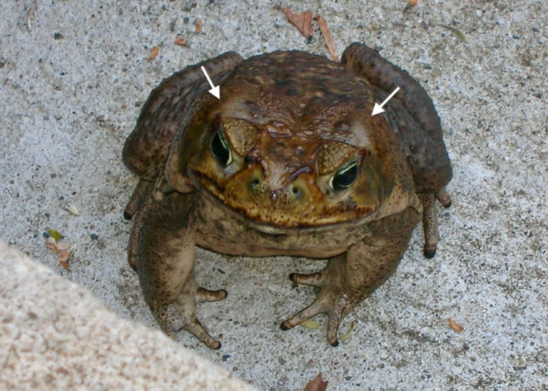 Amphibian Handling and Restraint - LafeberVet