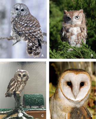 Raptor Anatomy Fundamentals - LafeberVet