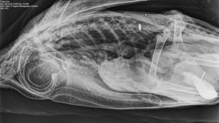 Waterfowl Anatomy & Physiology Basics - LafeberVet